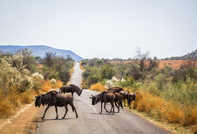 Antelope gnu stock image. Image of safari, animal, hoofed - 33278267