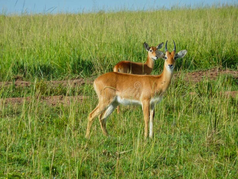 Antelope In Grass Picture. Image: 88695874