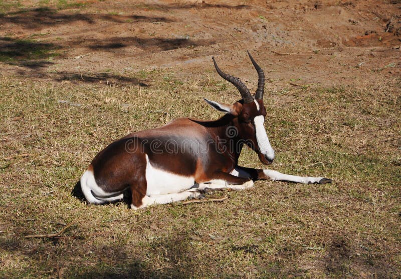 Antelope on grass stock image. Image of antelop, nature - 19831501