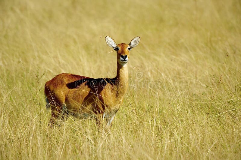 Antelope In Grass Picture. Image: 88695874