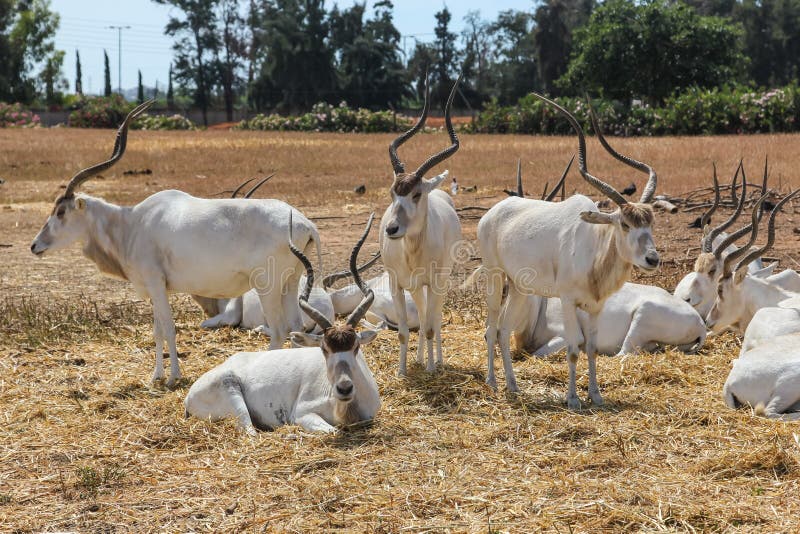 Antelope Grazes Free in Israel Stock Image - Image of male, bush: 130258753