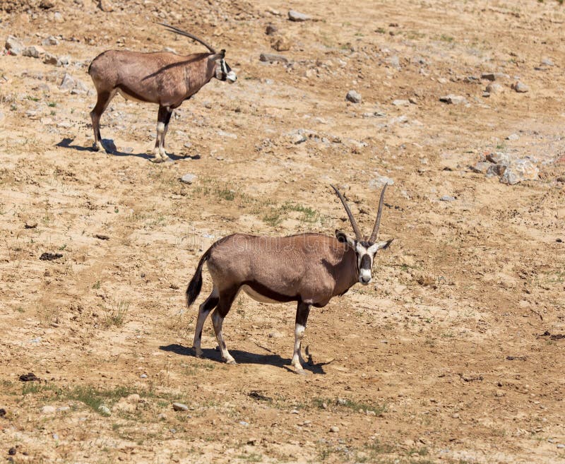 Antelope Grazes in the Wild Stock Image - Image of south, african ...