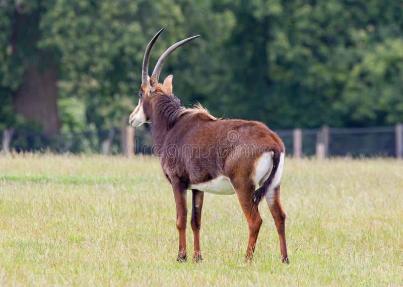 Antelope in a green field stock image. Image of outdoor - 200142597