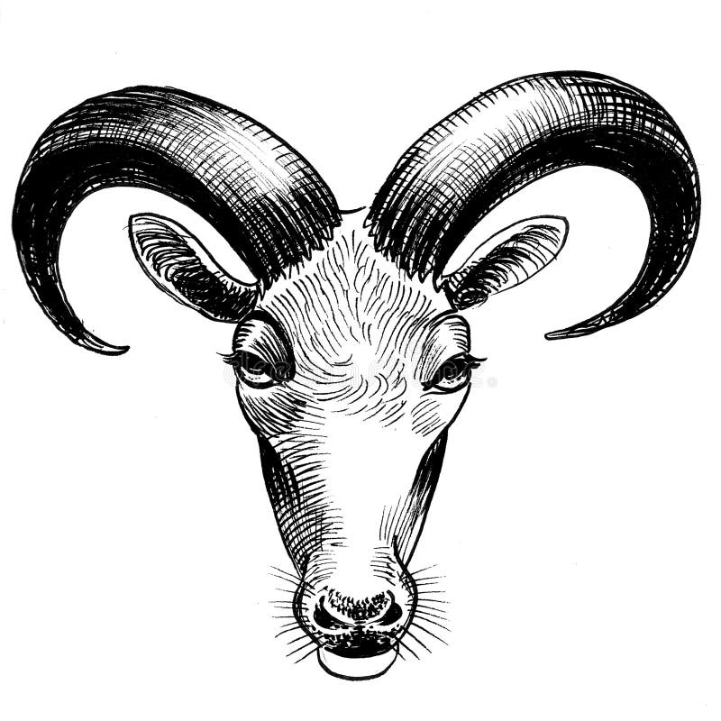 Antelope head stock illustration. Illustration of line - 272913450