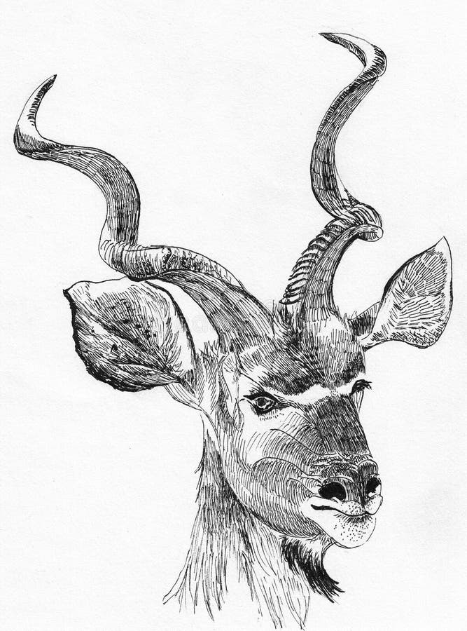 Antelope head stock vector. Illustration of antler, muzzle - 16322044