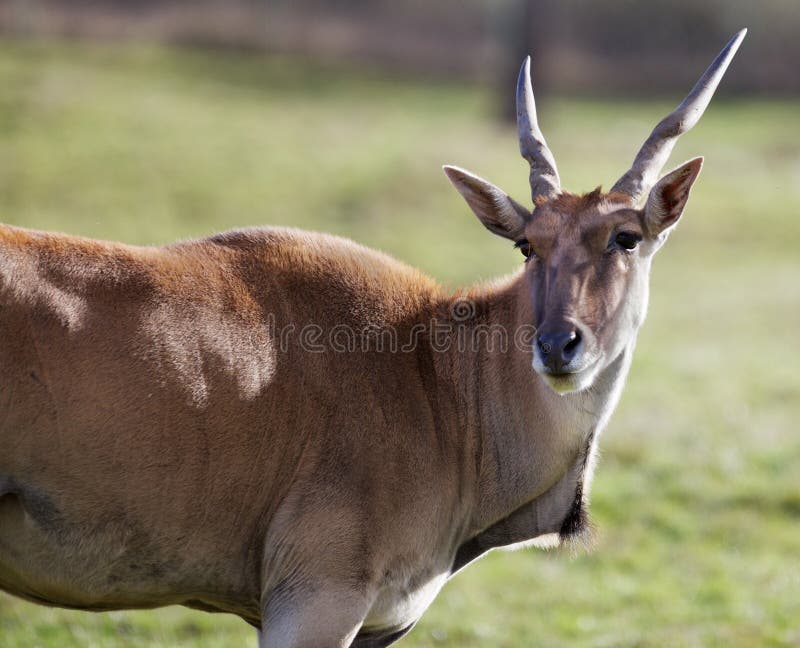 Antelope Head Smiling stock photo. Image of mammal, grass - 13839760