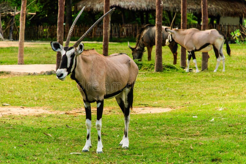 The antelope stock image. Image of oryx, nature, antelope - 33552019