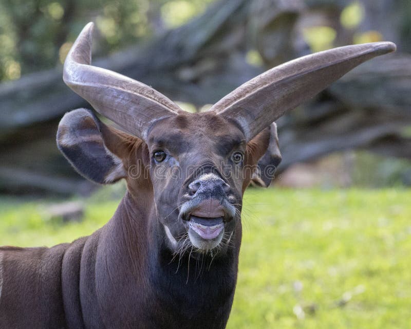 Antelope stock image. Image of antler, hoof, hide, mammal - 4176841
