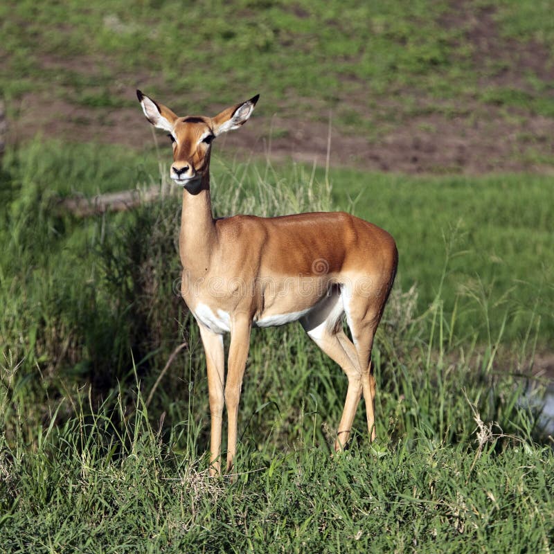 Antelope impala stock photo. Image of serengeti, artiodactyla - 14690190