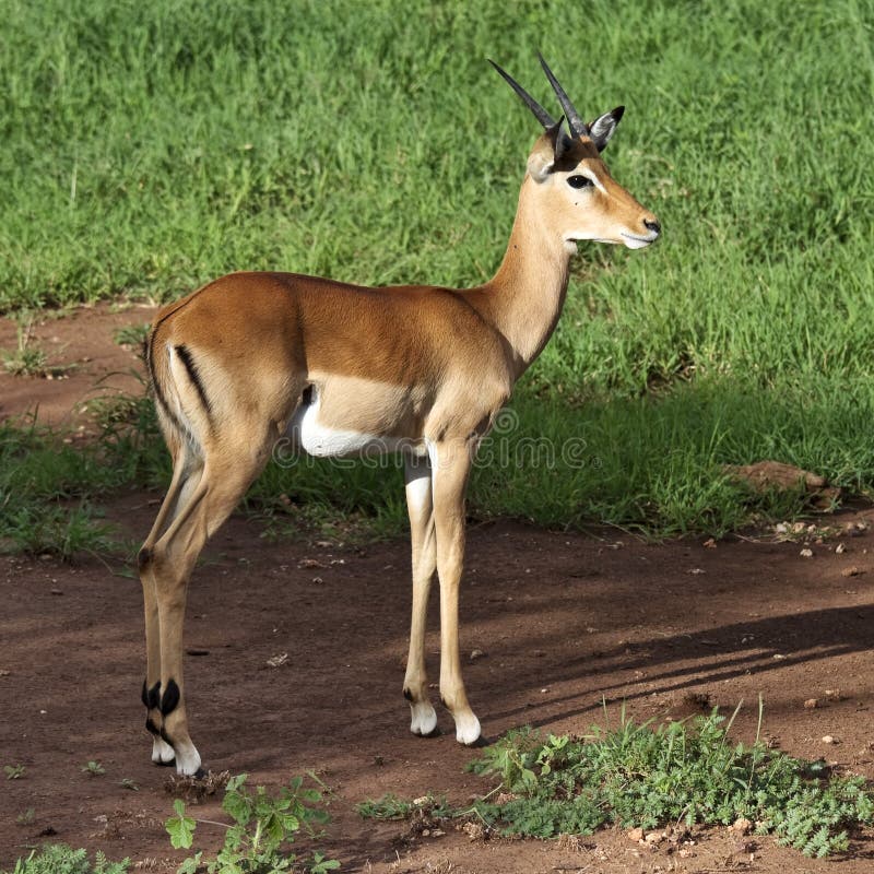 Antelope impala stock photo. Image of serengeti, artiodactyla - 14690190