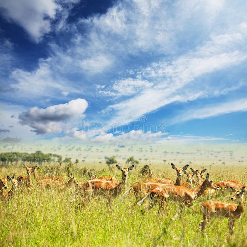 Antelope stock photo. Image of mammal, impala, tourism - 54156402