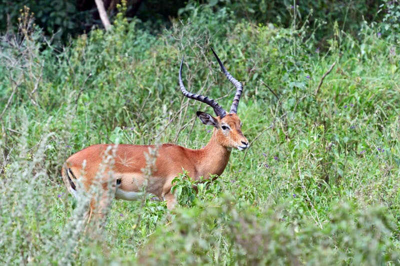Antelope Impala in Tanzania Stock Photo - Image of group, close: 86525154