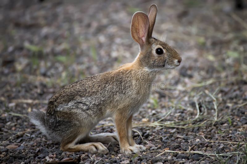 Antelope Jackrabbit Close Up Profile with Big Eyes and Ears Stock Image ...