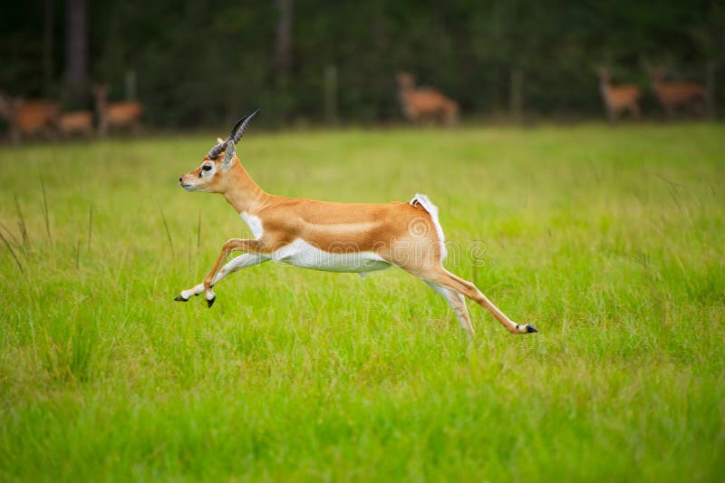 Antelope Jumping stock image. Image of antelope, mammal - 27592841