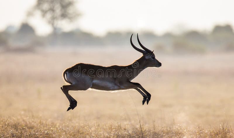 Antelope Jumping. Very Dynamic Shot. Botswana. Okavango Delta Stock ...