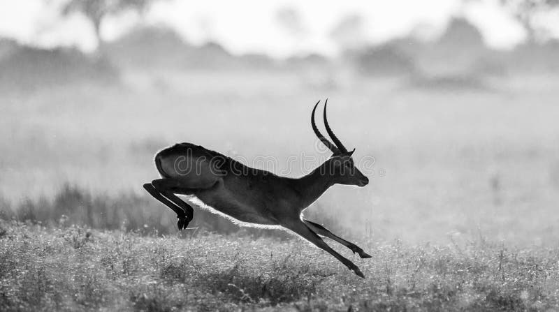 Antelope Jumping. Very Dynamic Shot. Botswana. Okavango Delta Stock ...