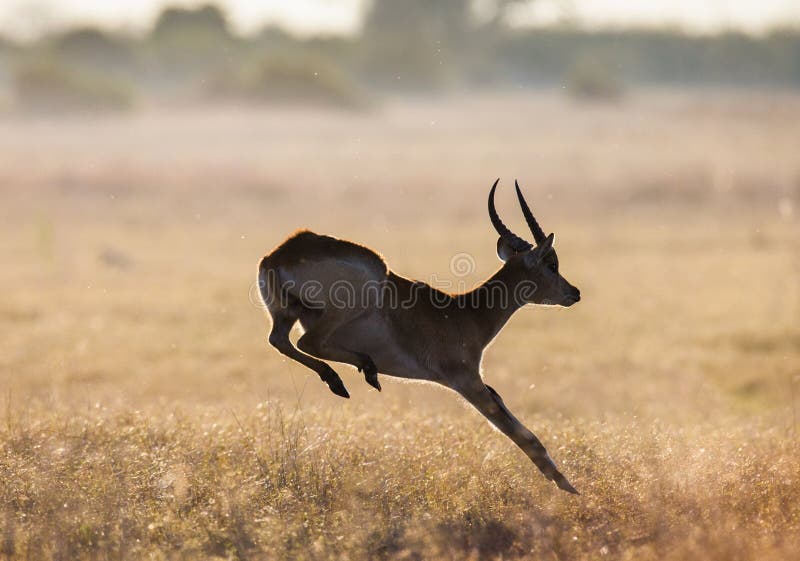 Antelope Jumping. Very Dynamic Shot. Botswana. Okavango Delta Stock ...
