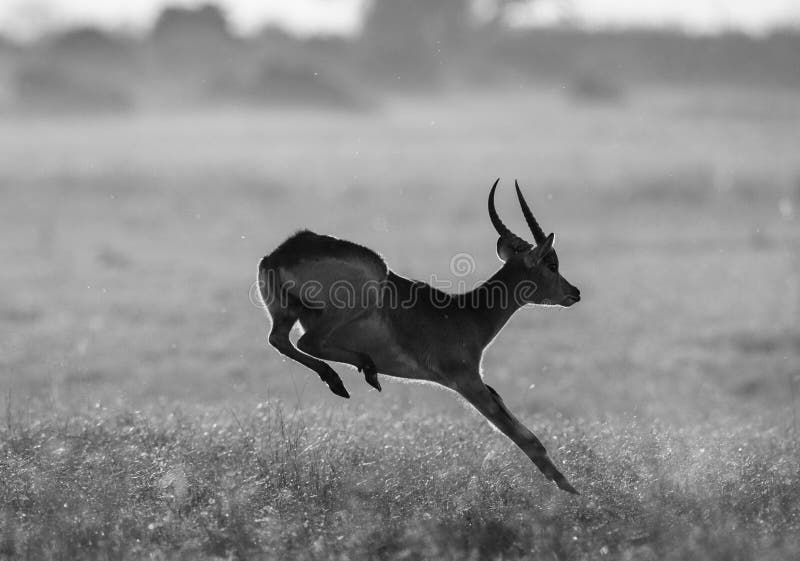 Antelope Jumping. Very Dynamic Shot. Botswana. Okavango Delta Stock ...