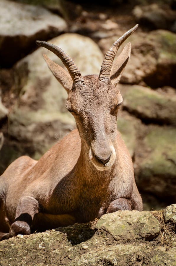 Antelope stock photo. Image of nose, safari, horned, wildlife - 38560548