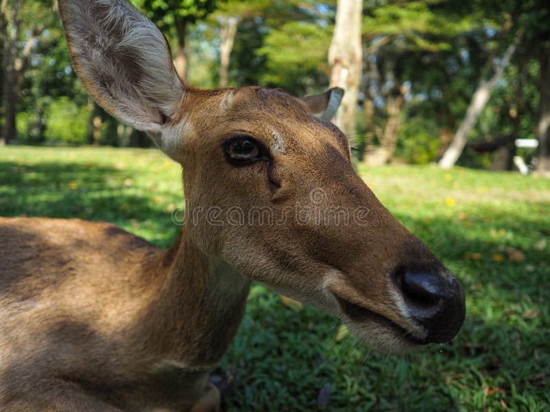Antelope life stock image. Image of wildlife, water, kruger - 83302539
