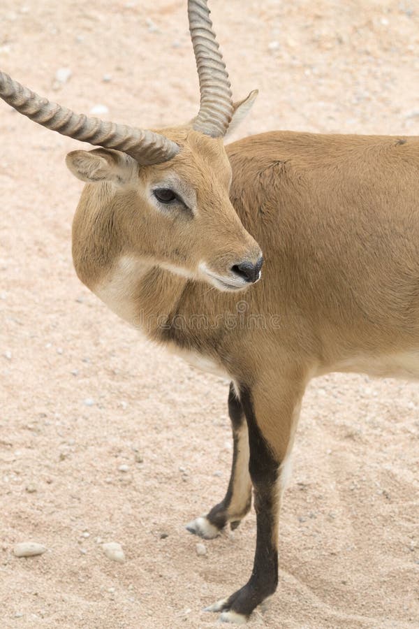 Antelope stock photo. Image of southern, conservation - 76499450