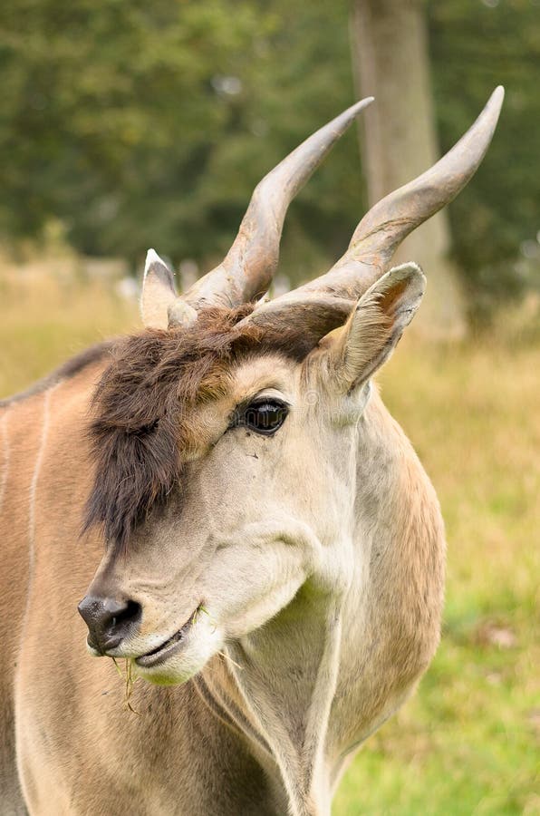 Antelope stock photo. Image of antelope, eating, england - 44231512
