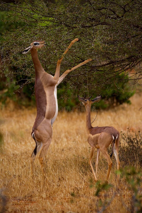 Antelope Mask and the Dogon Dance, Mali. Editorial Photo - Image of ...
