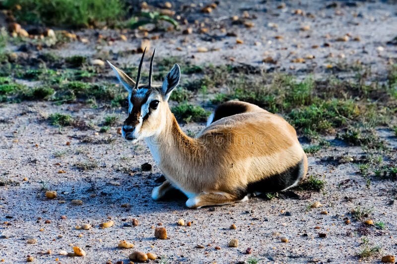 Antelope Lying on the Ground in Africa on Safari. Stock Photo - Image ...