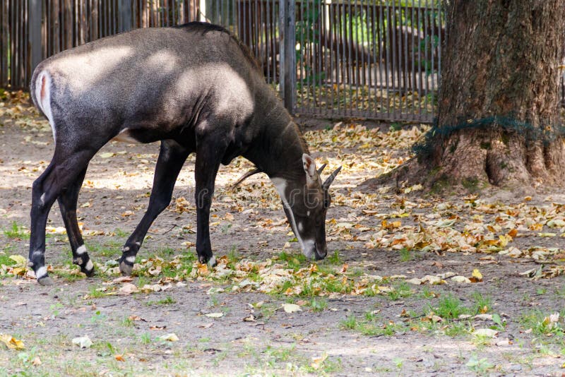Antelope Nilgai O El Toro Azul Imagen de archivo - Imagen de hierba ...