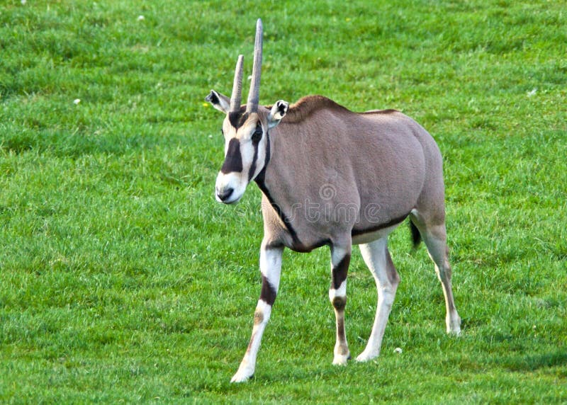 Antelope stock image. Image of green, alone, wild, grass - 47440895
