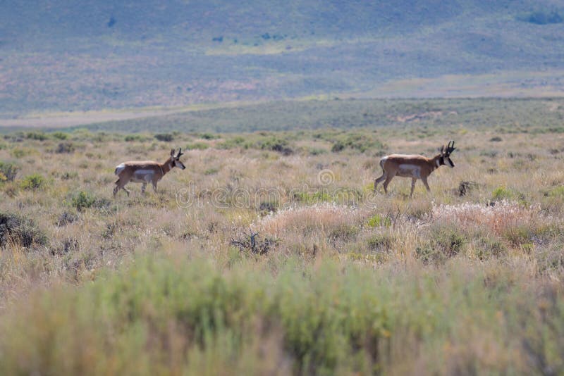 Antelope in the desert stock image. Image of dream, walking - 135142823