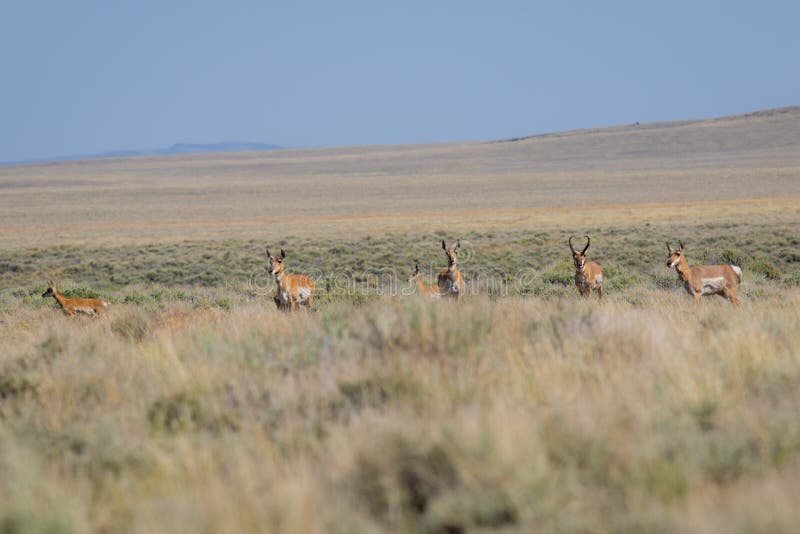 Antelope in the desert stock photo. Image of antelope - 135142832