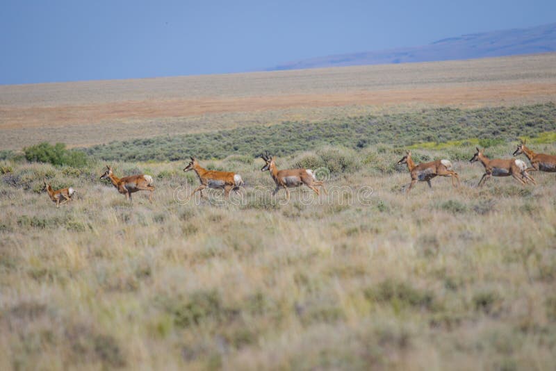 Antelope in the desert stock photo. Image of cabin, calf - 135142876