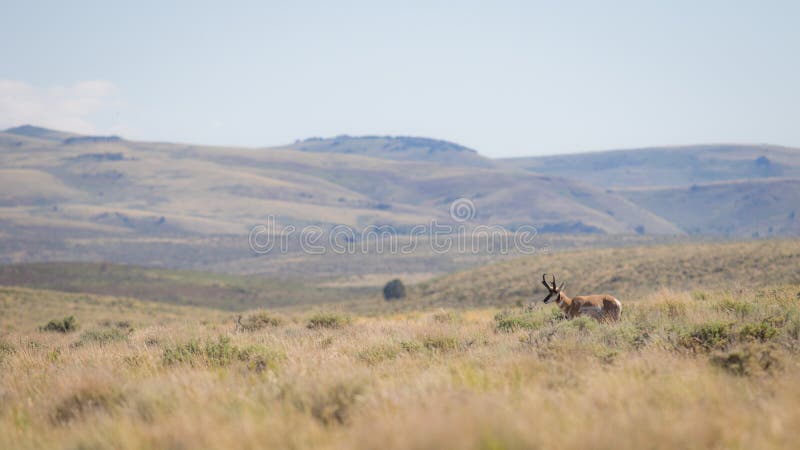 Antelope in the desert stock photo. Image of feeding - 135142882