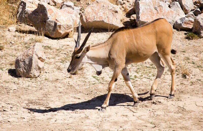 Antelope in the park stock image. Image of beauty, wilderness - 97395547