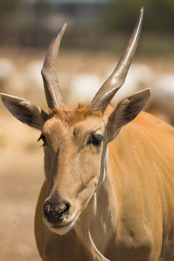 Antelope portrait stock photo. Image of game, savannah - 10367374