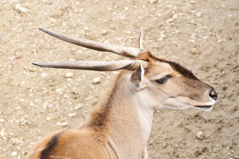 Asian Antelope In a Zoo stock photo. Image of blue, asia - 22482344