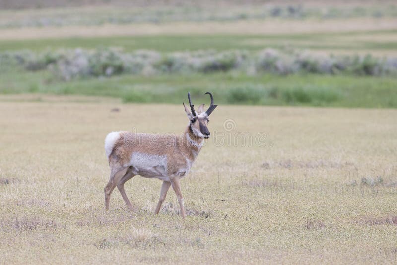 Antelope on the prairie stock image. Image of artiodactyl - 42693889
