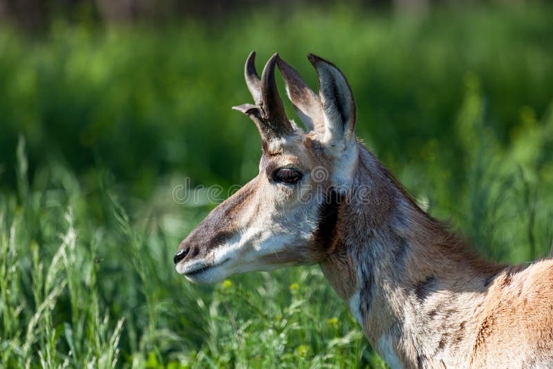 Antelope Profile stock photo. Image of season, country - 143190030