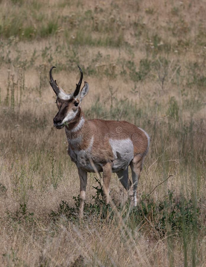 Antelope stock image. Image of antelope, west, mountains - 154287343