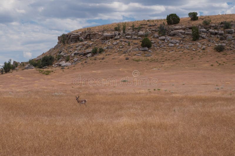 Antelope in Rabbit Valley stock image. Image of prairie - 287622775