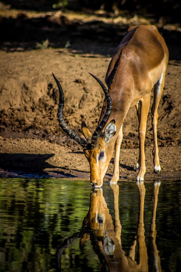 Antelope with Reflection Drinking Water Stock Image - Image of animal ...