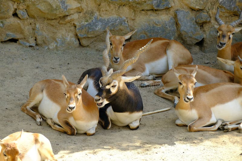 Antelope stock photo. Image of west, watch, harem, grass - 256663086