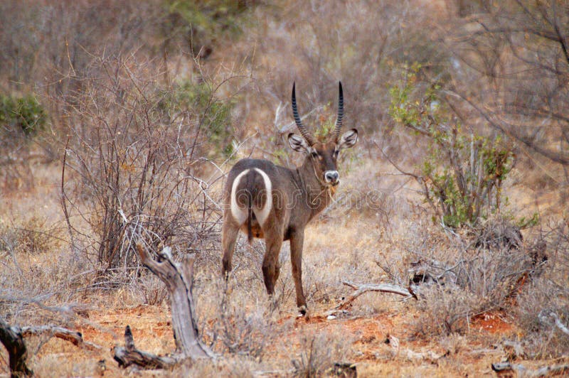 Antelope rest and eat stock image. Image of tundra, brown - 339668841