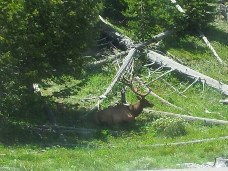 Antelope stock photo. Image of lying, resting, nature - 53003868