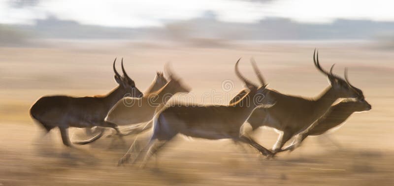 Antelope running stock image. Image of sahara, nasomaculatus - 9796843
