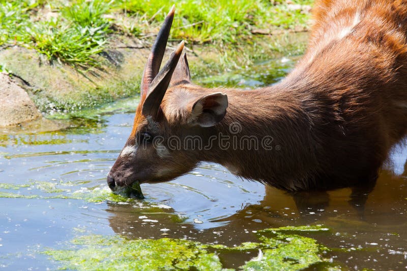 Antelope Sitatunga Eats Water Algae Stock Photo - Image of life, algae ...