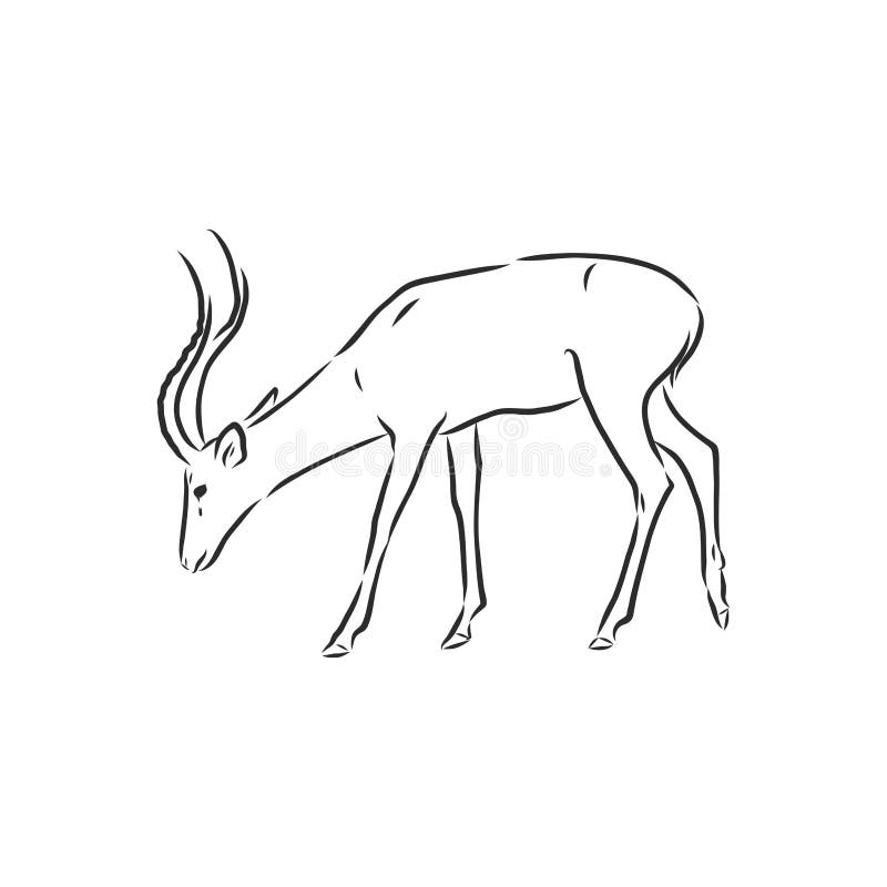 Antelope Sketch Vector Graphics Black and White Drawing Stock ...