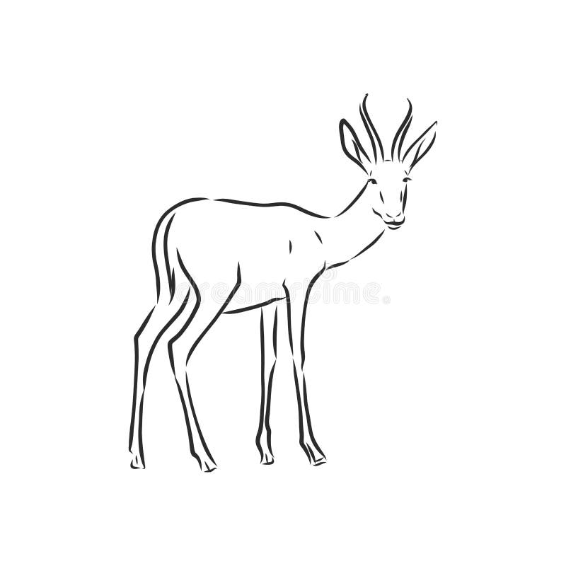 Antelope Sketch Vector Graphics Black and White Drawing Stock ...