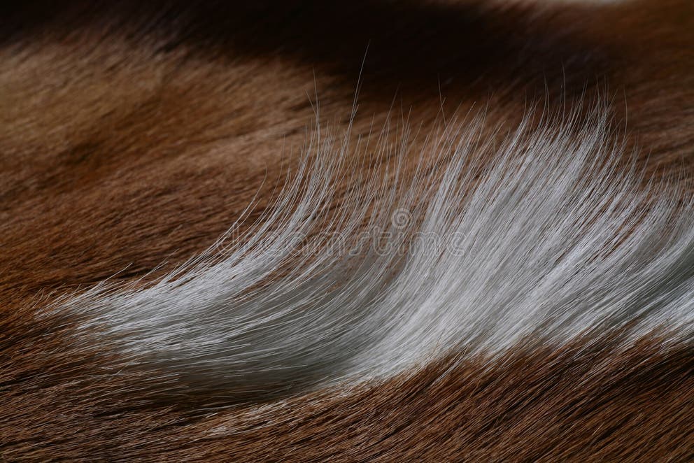 Antelope skin stock image. Image of mammal, afrian, animal - 6799667